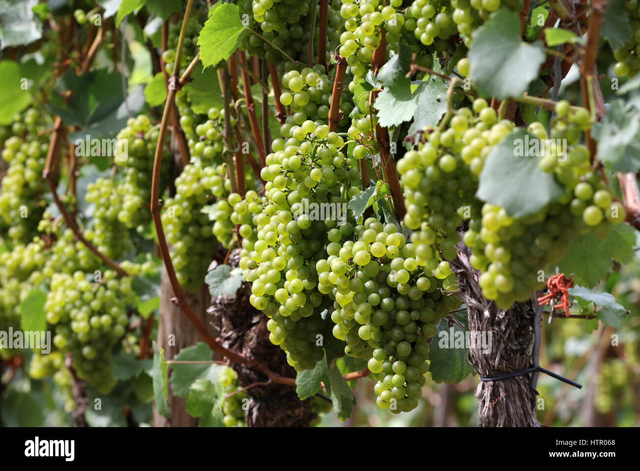 Biological wine -Fotos und -Bildmaterial in hoher Auflösung – Alamy