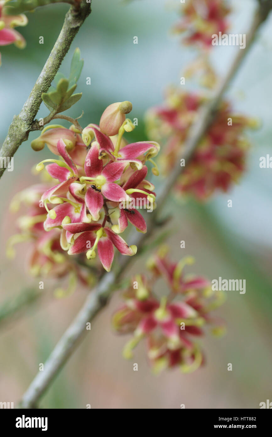 Lomatia ferruginea -Fotos und -Bildmaterial in hoher Auflösung – Alamy