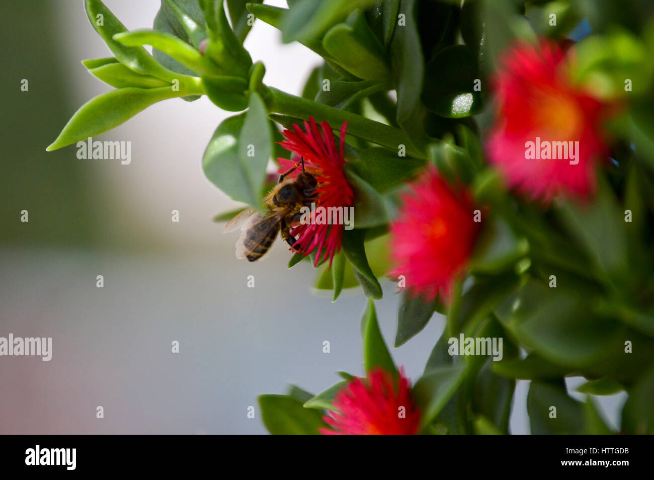 Baby biene -Fotos und -Bildmaterial in hoher Auflösung – Alamy
