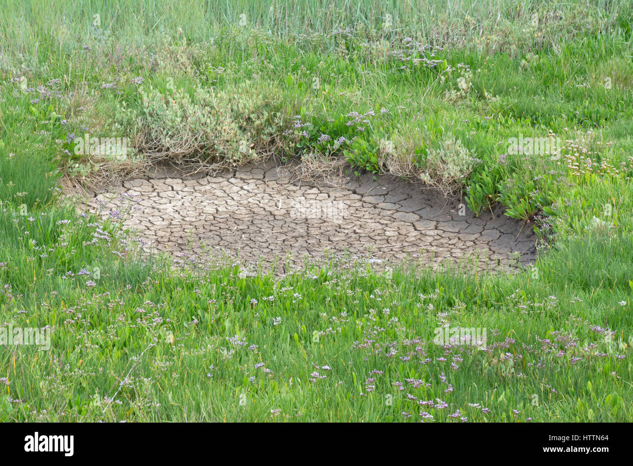 Patch von trockenen, festsitzende Schlamm Stockfotografie - Alamy