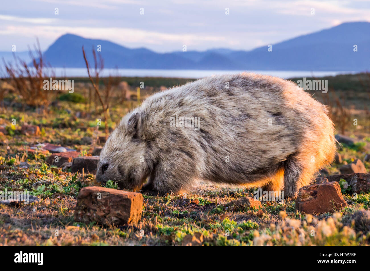 Wombat australia australian animal -Fotos und -Bildmaterial in hoher ...