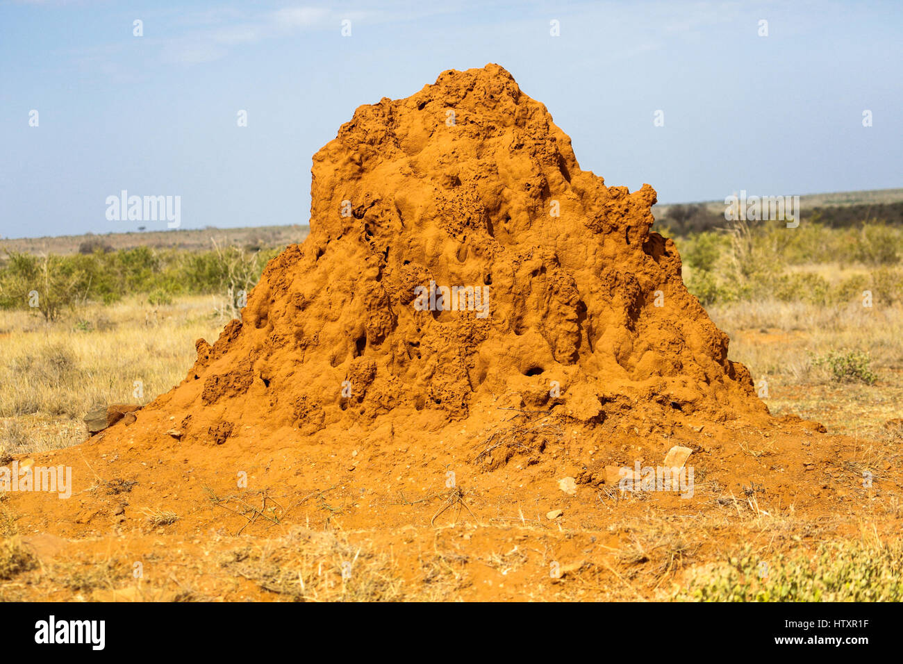 Termite-Haus. Tsavo East Nationalpark, Kenia Stockfotografie - Alamy