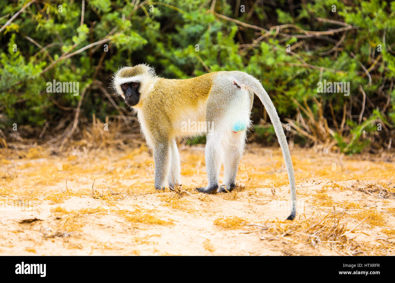 Monkey testicles -Fotos und -Bildmaterial in hoher Auflösung – Alamy