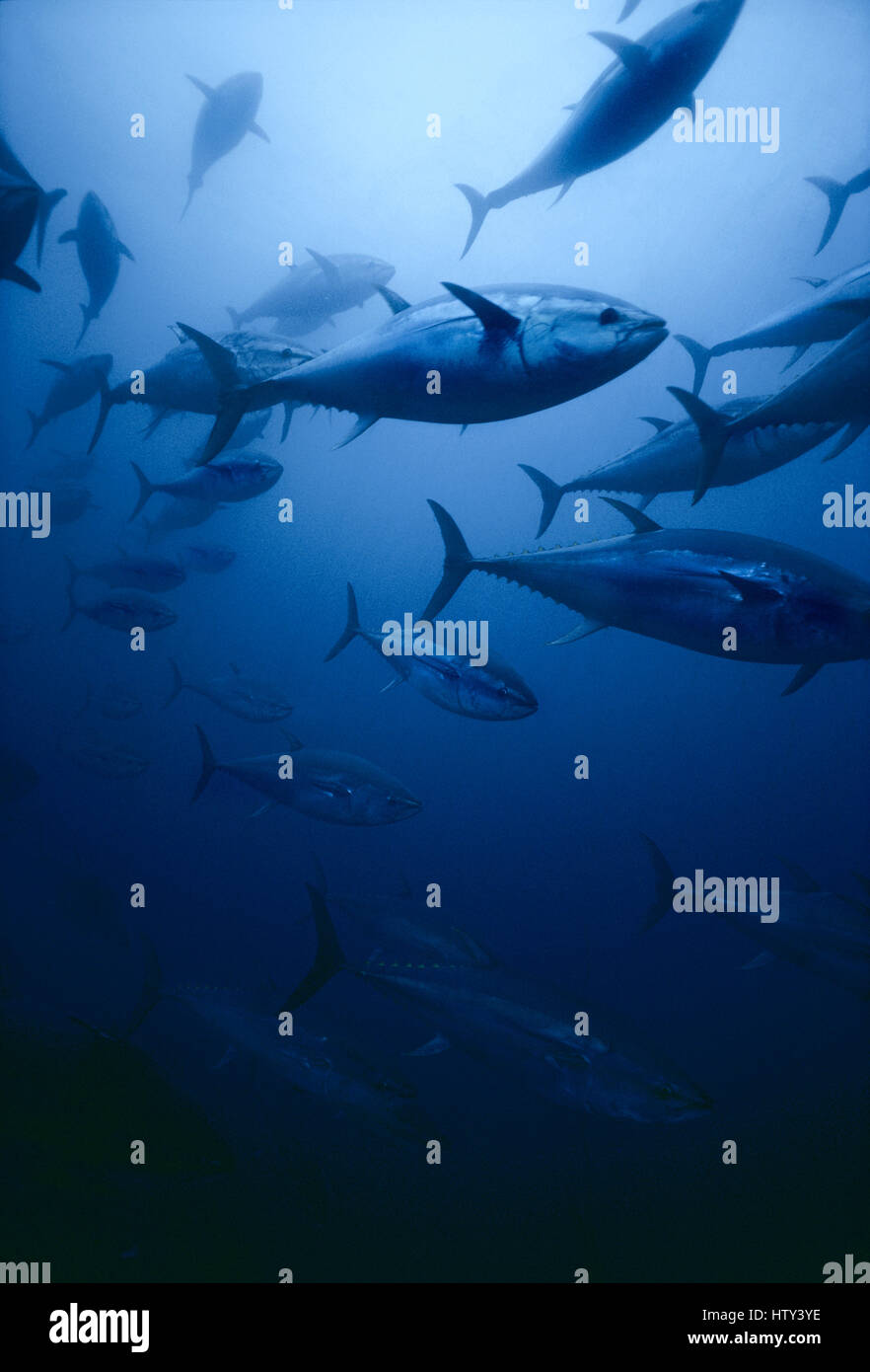 Bluefin Tuna Net Stockfotos und -bilder Kaufen - Alamy