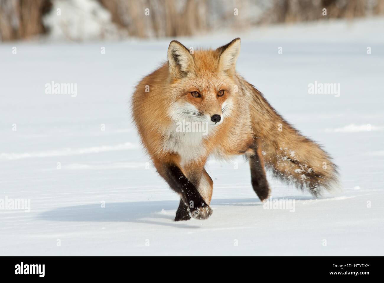 Fuchs im schnee -Fotos und -Bildmaterial in hoher Auflösung – Alamy