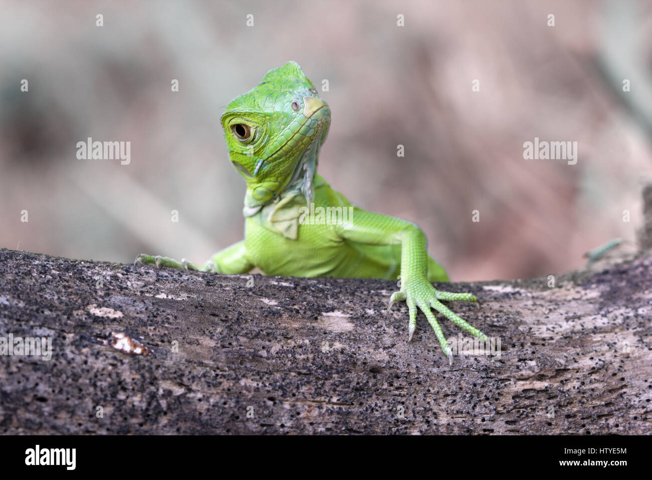 Leguan in einem baum -Fotos und -Bildmaterial in hoher Auflösung – Alamy