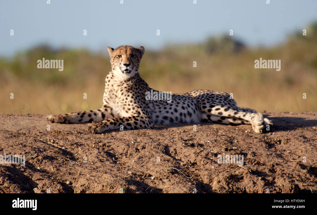 Dieser gepard legt sich hin -Fotos und -Bildmaterial in hoher Auflösung ...