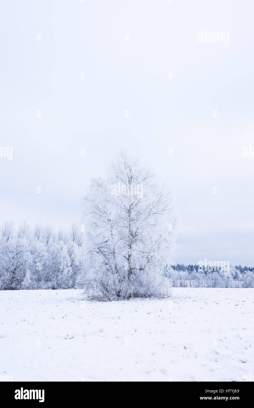 Eisig kalter Winter im Wald. Frostigen Holz und Boden. Frieren Sie ...