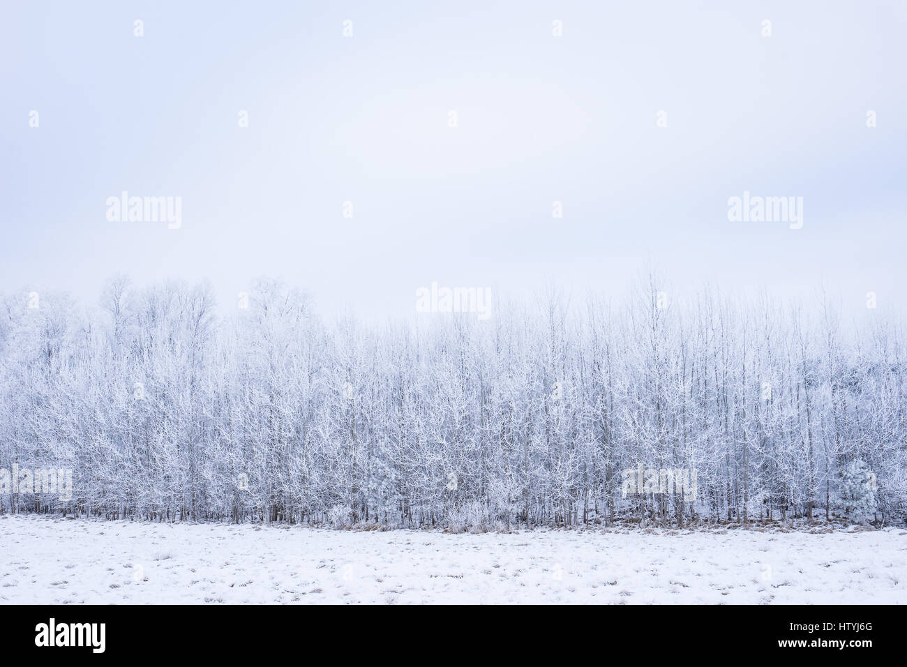 Eisig kalter Winter im Wald. Frostigen Holz und Boden. Frieren Sie ...