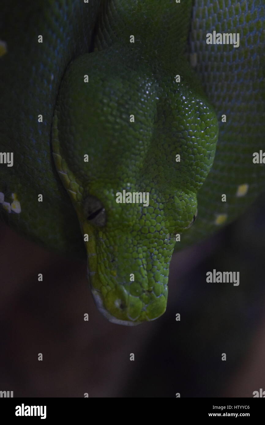 Auch ein Morelia viridis, wie The Green Tree python bekannt ...