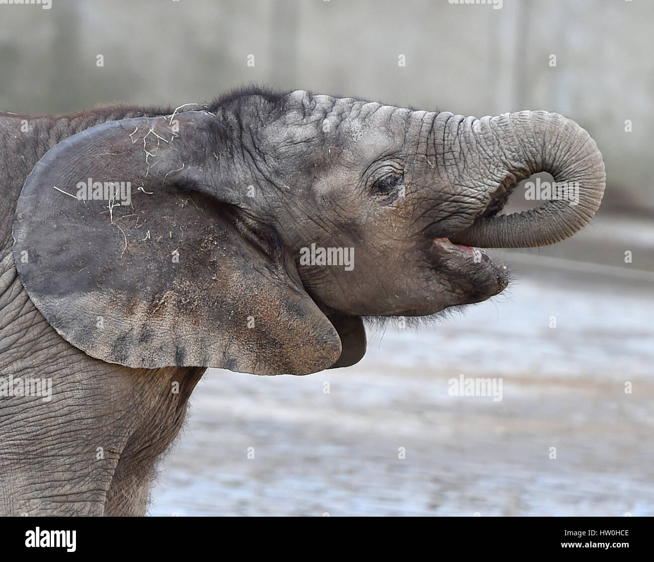 Wuppertal, Deutschland. 16. März 2017. Der Elefant Kalb "Tuffi" feiert ...