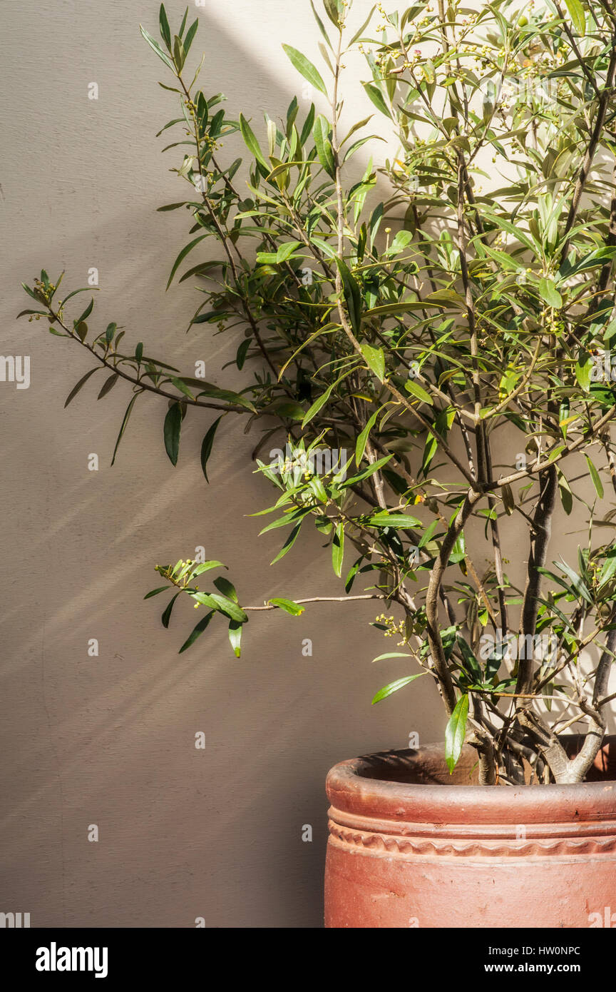 Olivenbaum im Topf Stockfotografie - Alamy