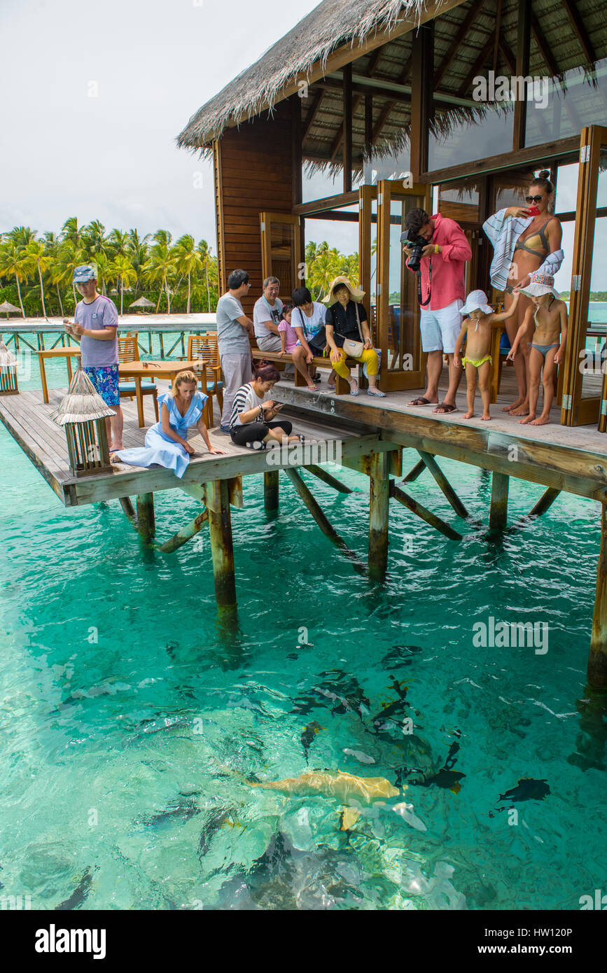 Malediven hai -Fotos und -Bildmaterial in hoher Auflösung – Alamy