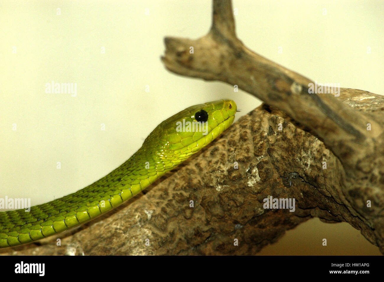 Green mamba -Fotos und -Bildmaterial in hoher Auflösung – Alamy