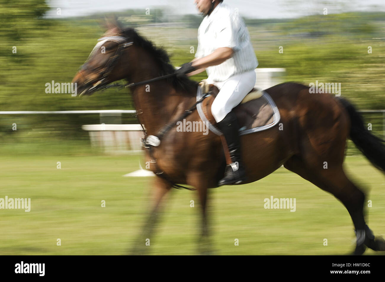 Pferde ausbildung -Fotos und -Bildmaterial in hoher Auflösung – Alamy