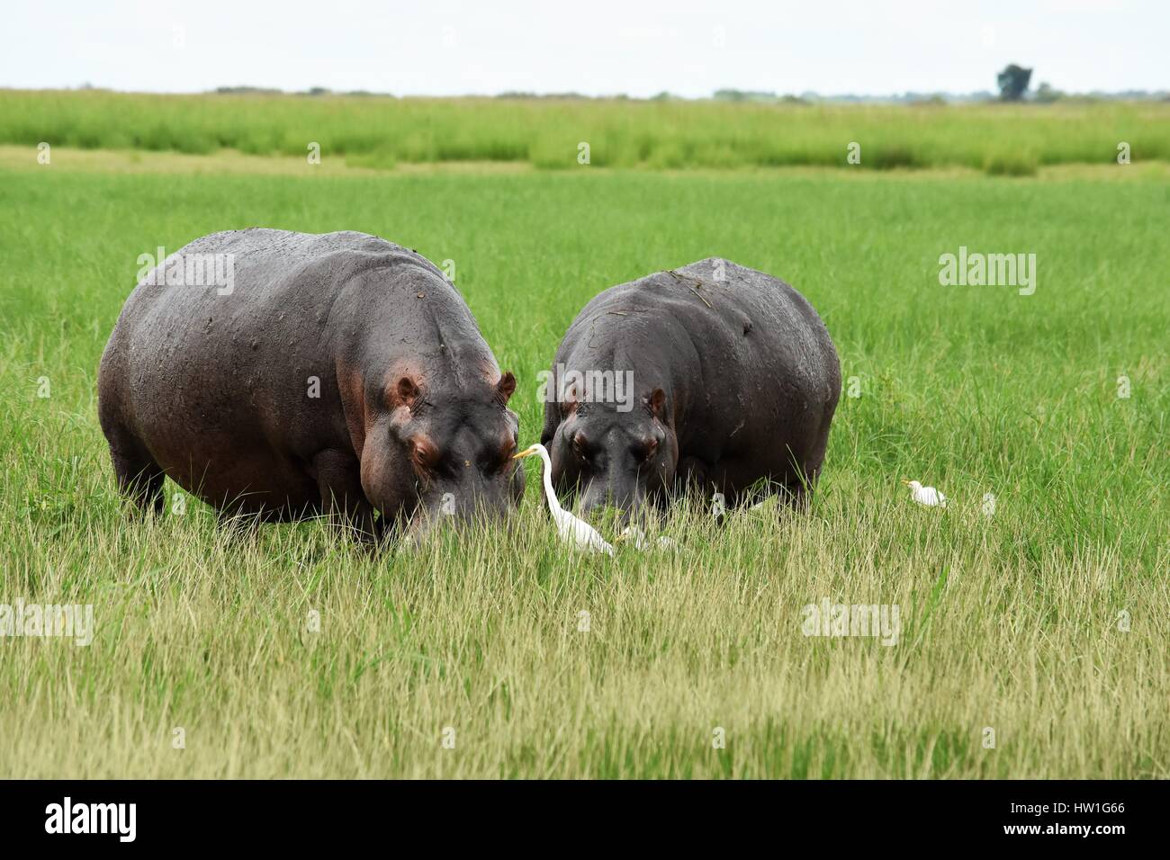 Nilpferde von simbabwe -Fotos und -Bildmaterial in hoher Auflösung – Alamy