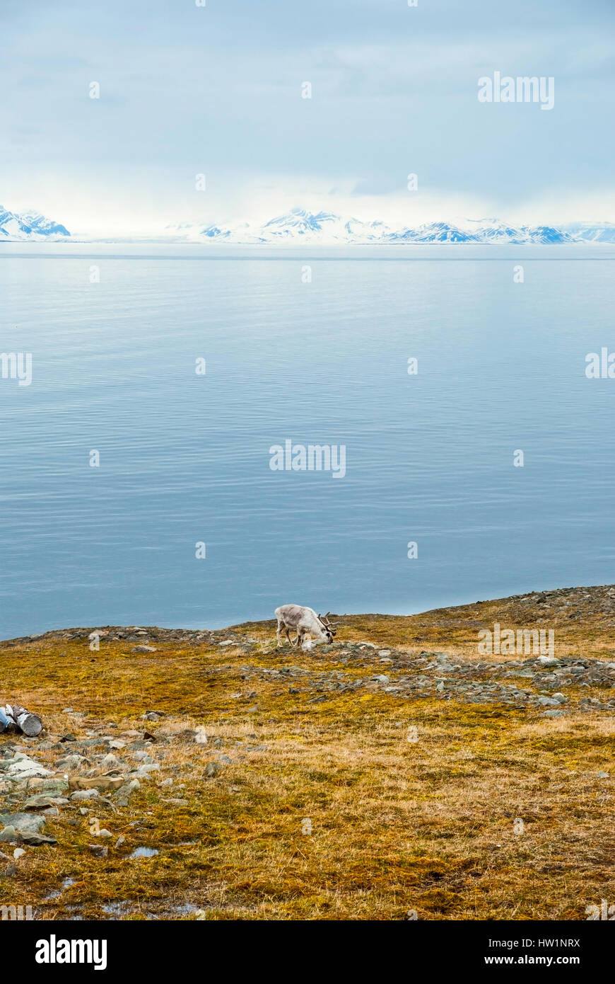 Rentier essen -Fotos und -Bildmaterial in hoher Auflösung – Alamy