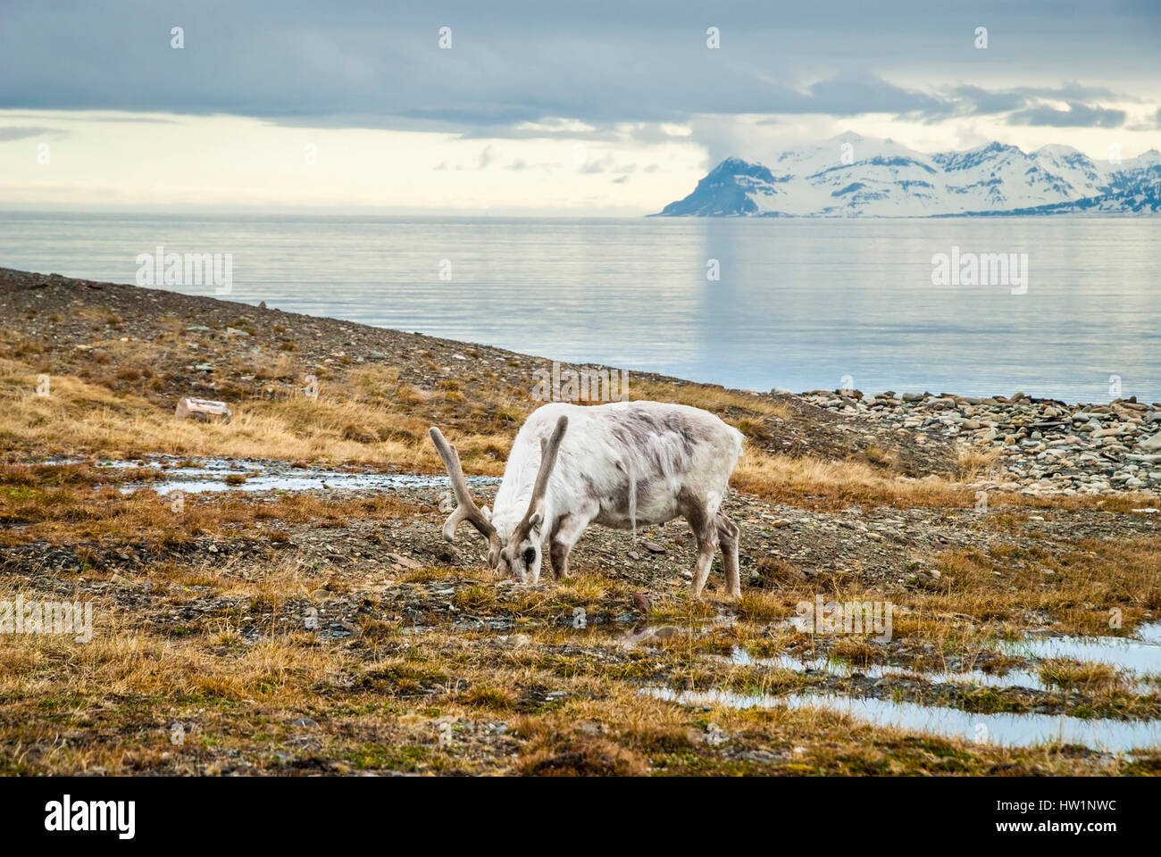 Rentier essen -Fotos und -Bildmaterial in hoher Auflösung – Alamy
