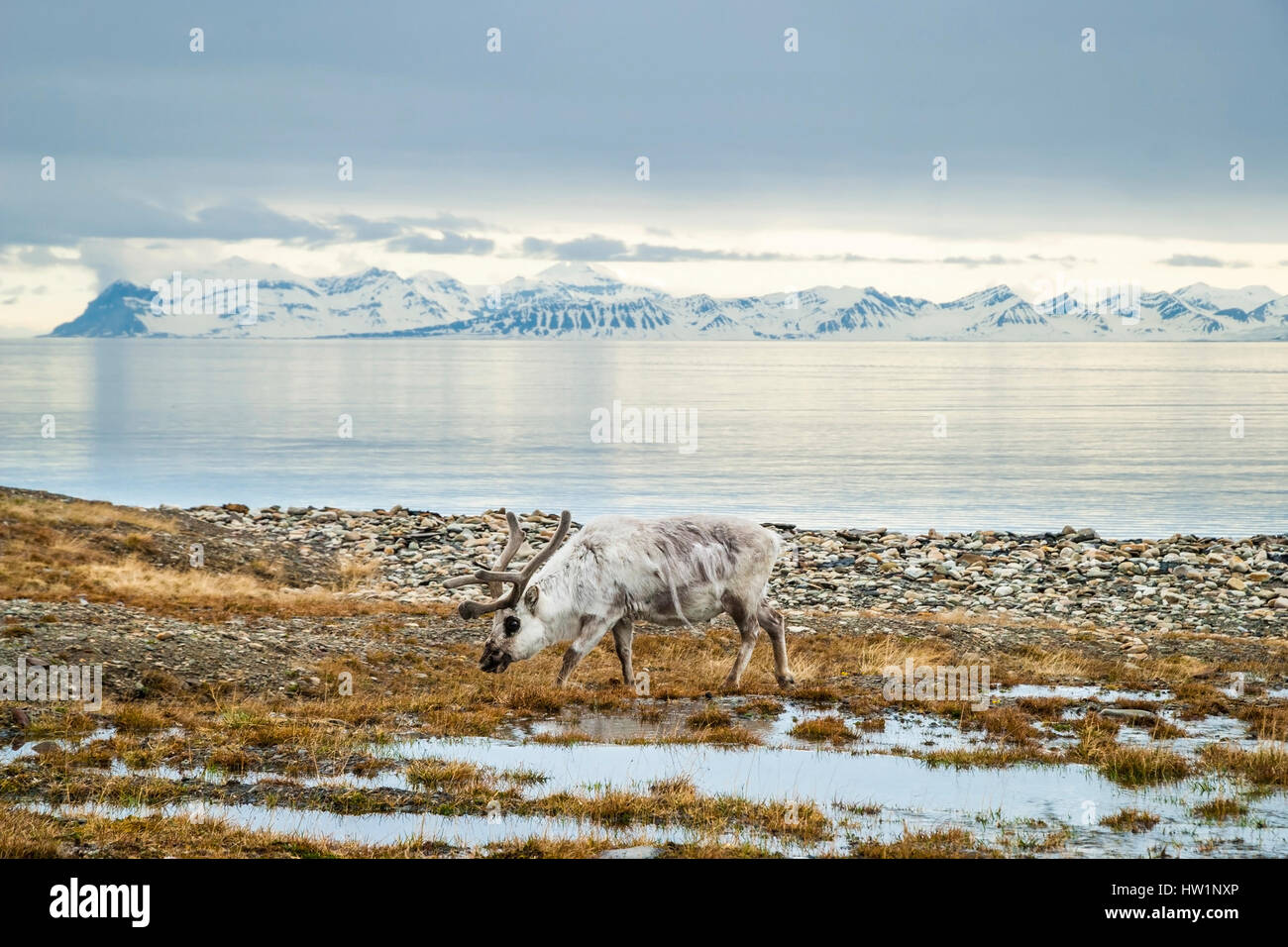 Rentier essen Grass infront von Meer und Bergen in langsam in ...