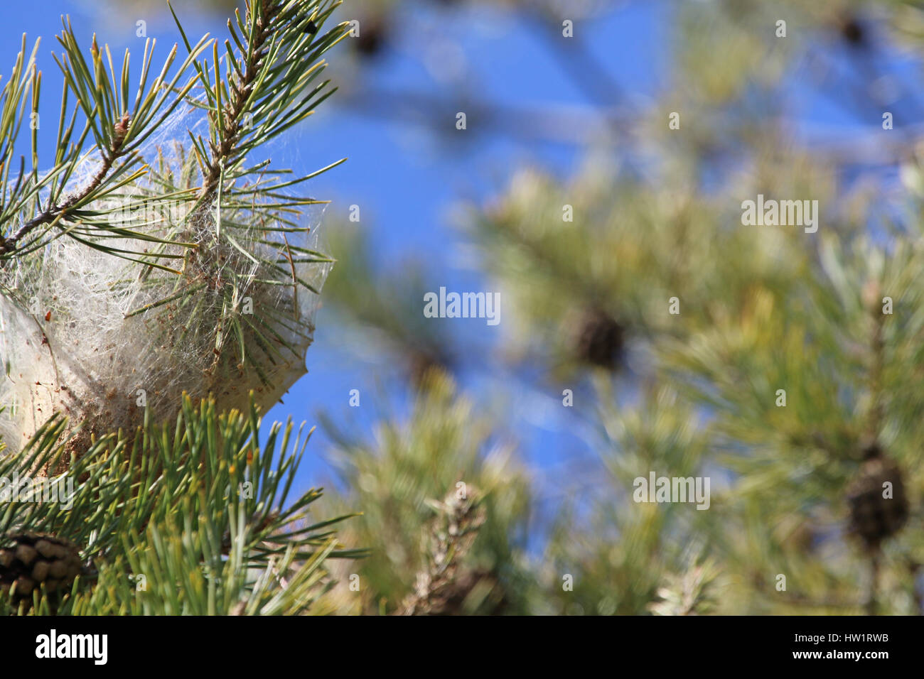 Pinus Pinea Pine Italy Stockfotos und -bilder Kaufen - Alamy