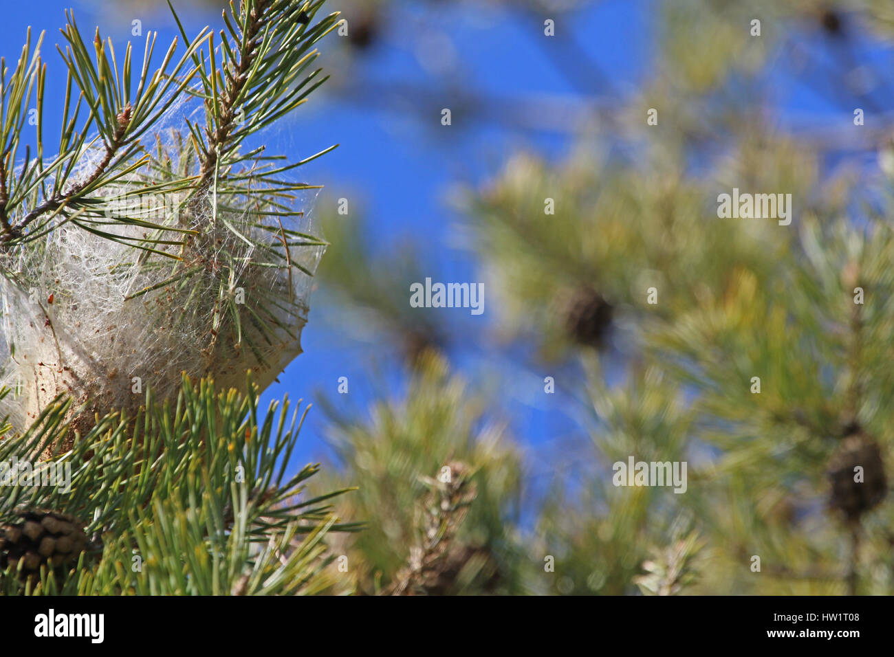 Pinienprozessionsspinner Raupe nisten lateinischen Namen Thaumetopoea ...