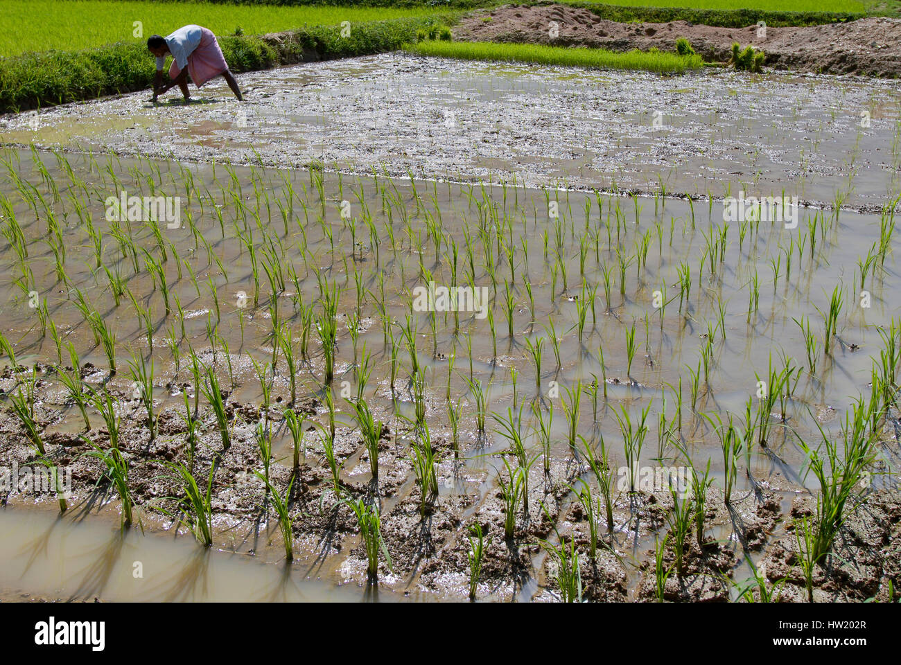 Reisanbau in indien -Fotos und -Bildmaterial in hoher Auflösung – Alamy