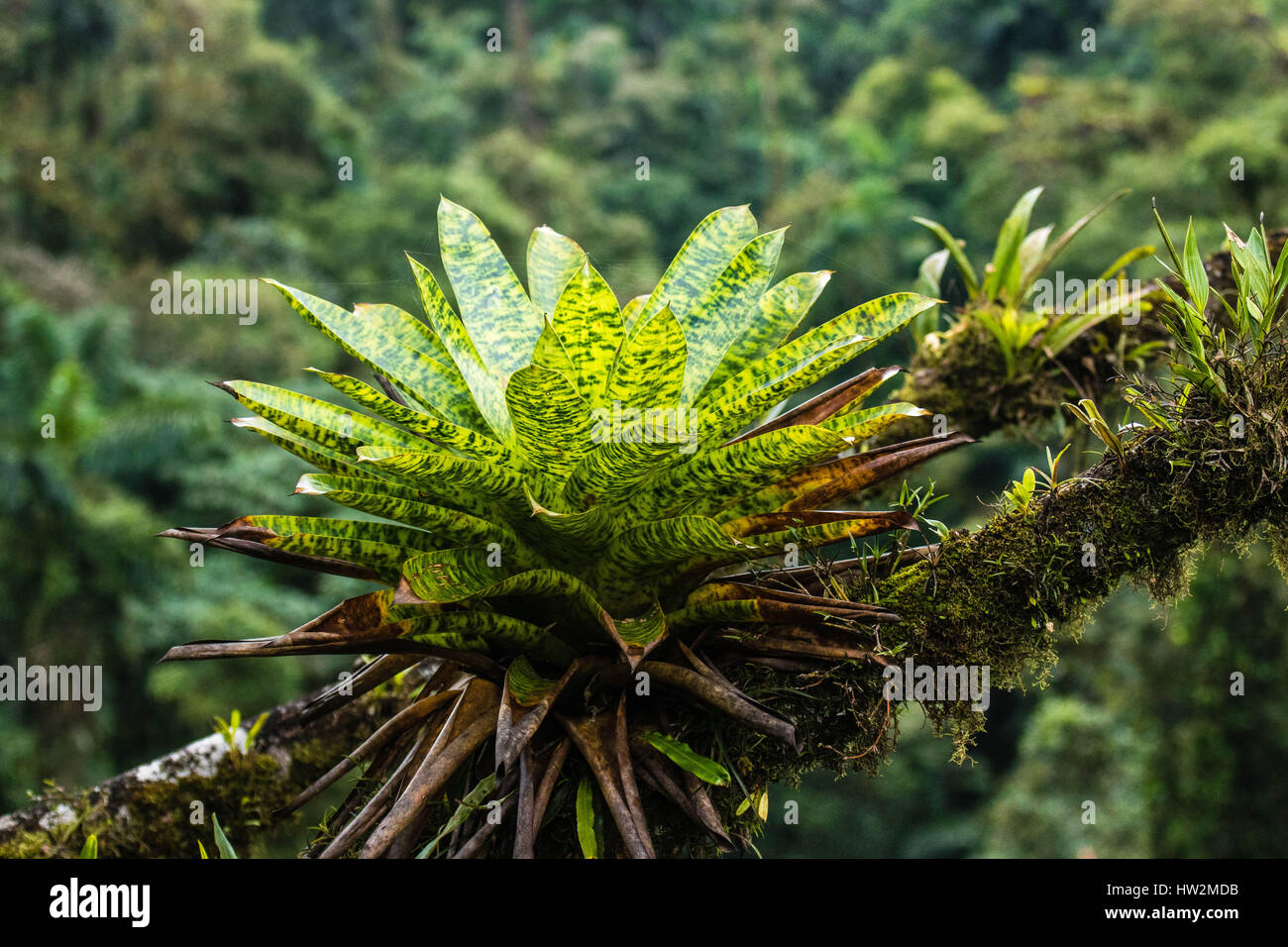 Rainforest tree tropical epiphytes -Fotos und -Bildmaterial in hoher ...