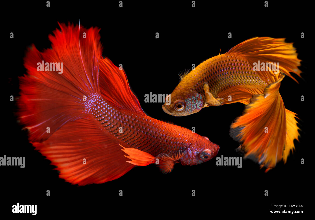 Rote Flossen Stockfotos und -bilder Kaufen - Alamy
