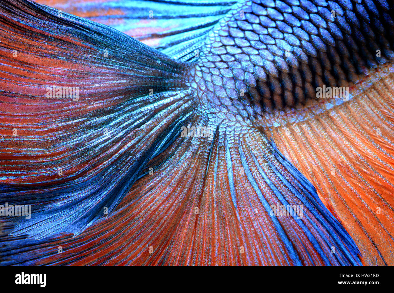 Detail schwanzflosse -Fotos und -Bildmaterial in hoher Auflösung – Alamy