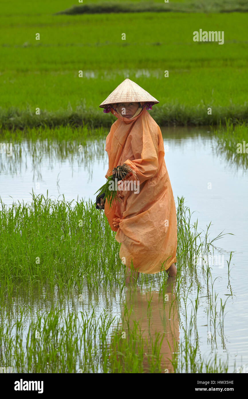 Arbeiter im Reisfeld, Cam Kim Insel, Hoi an, Vietnam Stockfotografie ...
