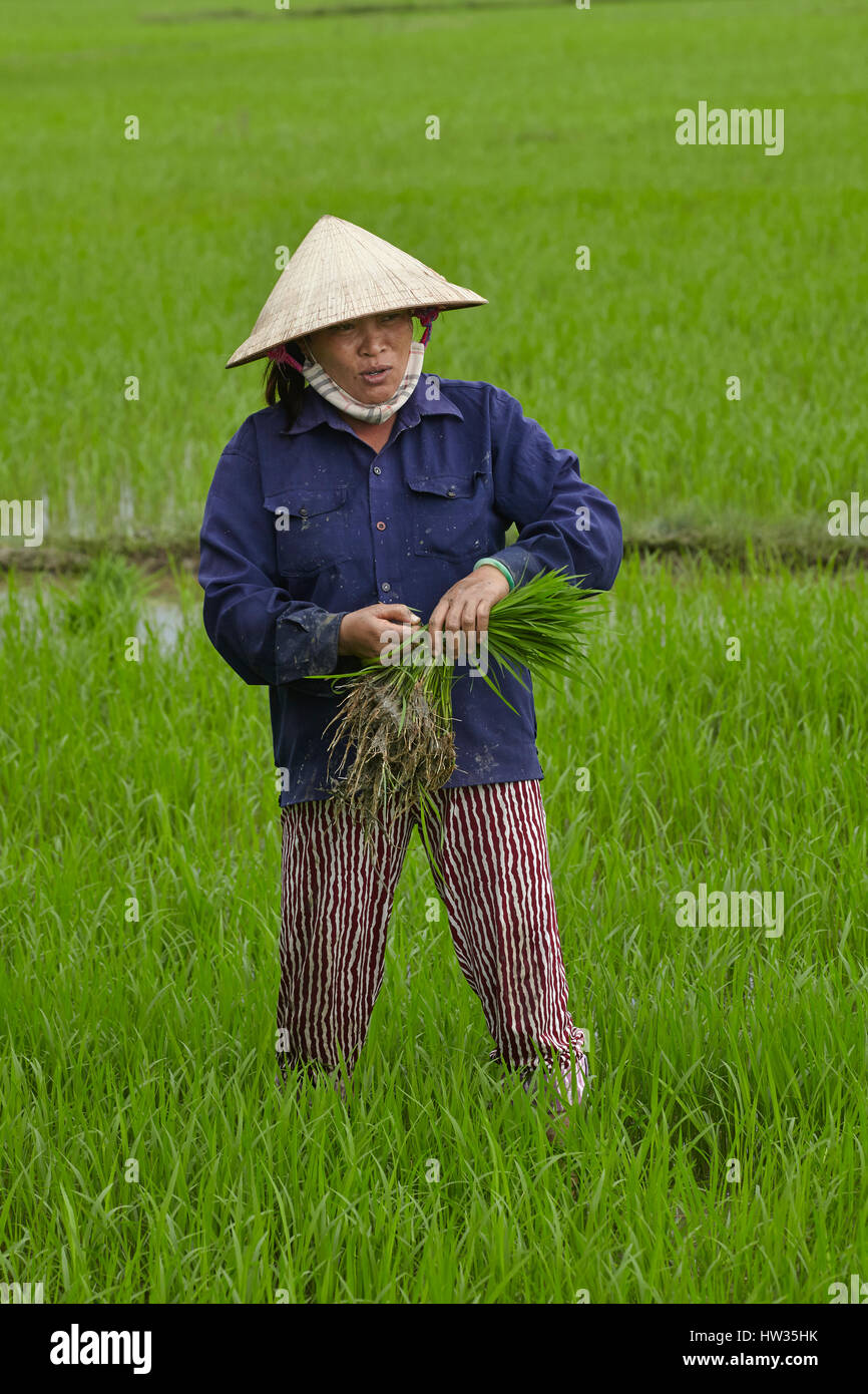 Arbeiter im Reisfeld, Cam Kim Insel, Hoi an, Vietnam Stockfotografie ...