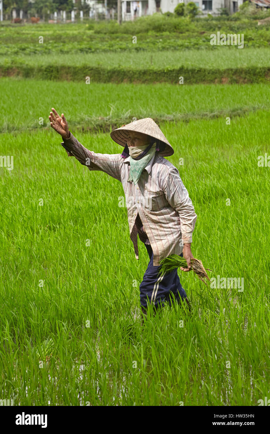 Arbeiter im Reisfeld, Cam Kim Insel, Hoi an, Vietnam Stockfotografie ...