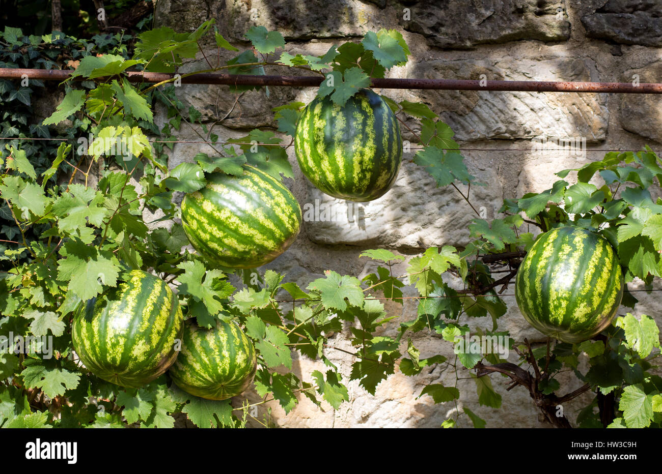 Melonen Im Garten