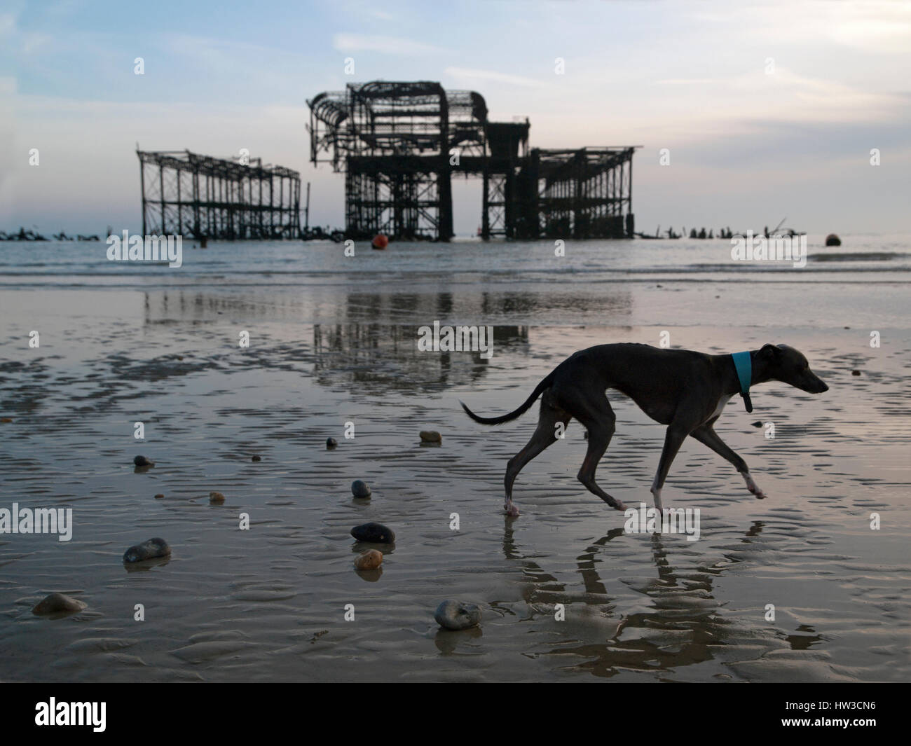 Whippet am strand -Fotos und -Bildmaterial in hoher Auflösung – Alamy