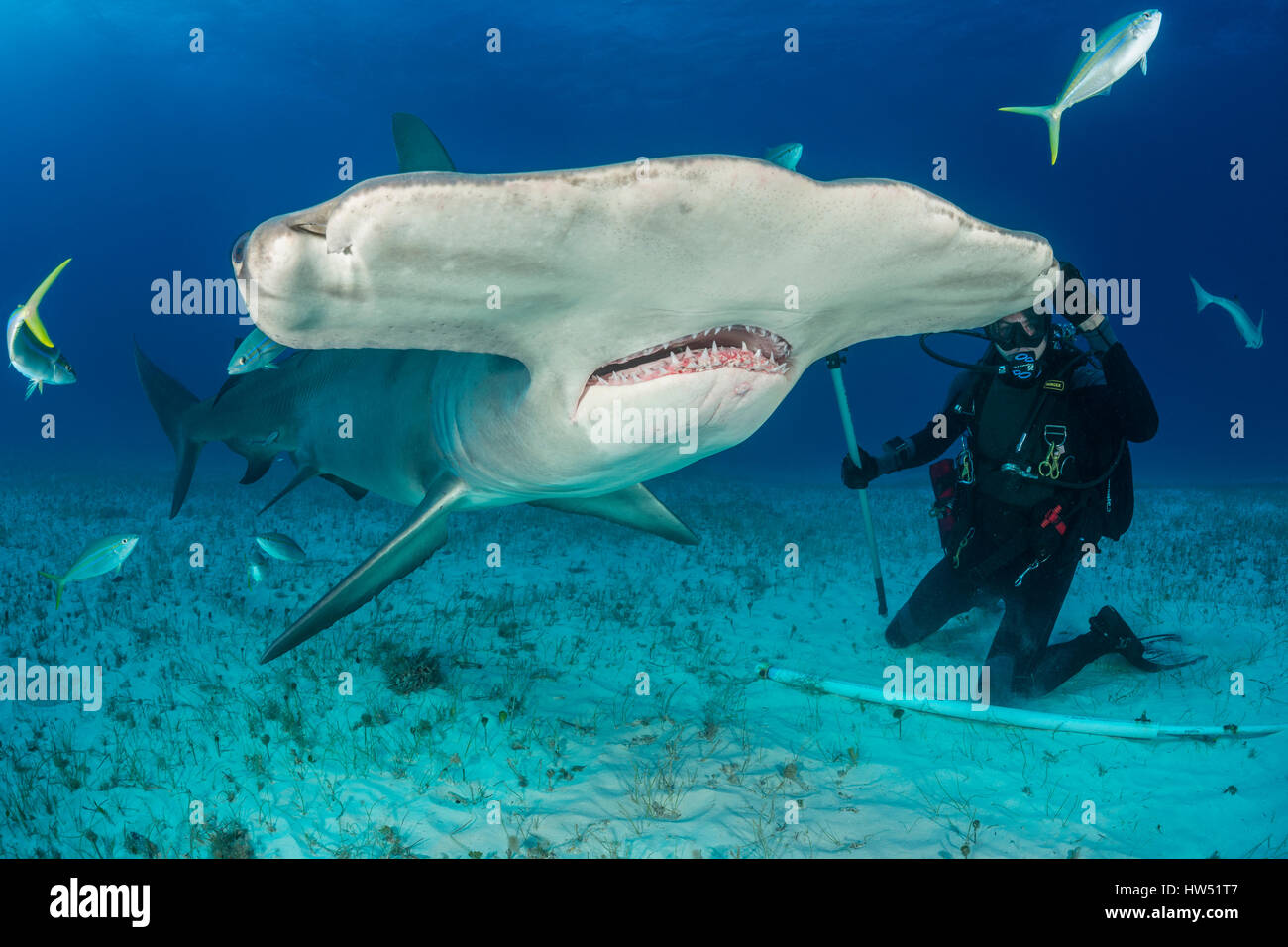 Hammerhai mit offenem mund -Fotos und -Bildmaterial in hoher Auflösung ...