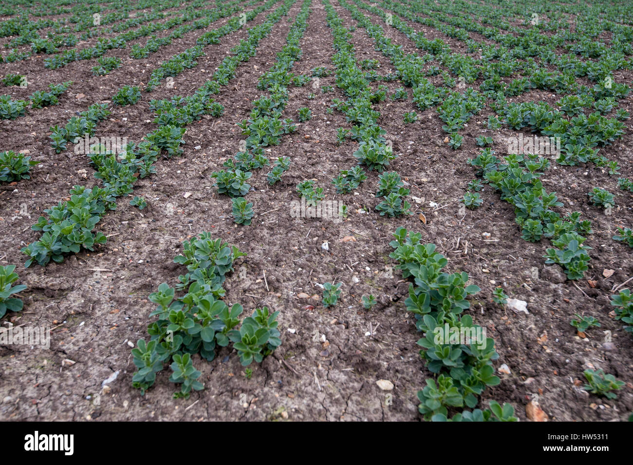 Landwirtschaft nutzpflanzen saubohnenanbau ackerbau landwirtschaft ...