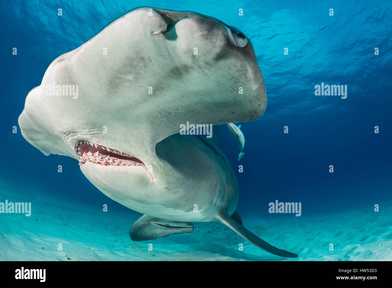Große Hammerhai, sphyrna mokarran, Bimini, Bahamas Stockfotografie - Alamy