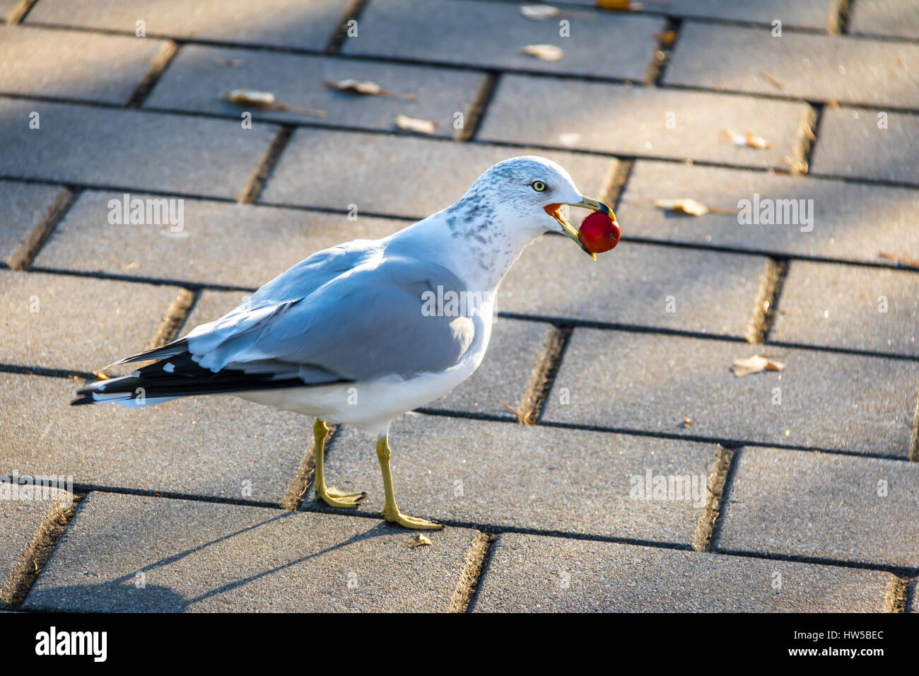 Roter schnabel der seemöwe -Fotos und -Bildmaterial in hoher Auflösung ...