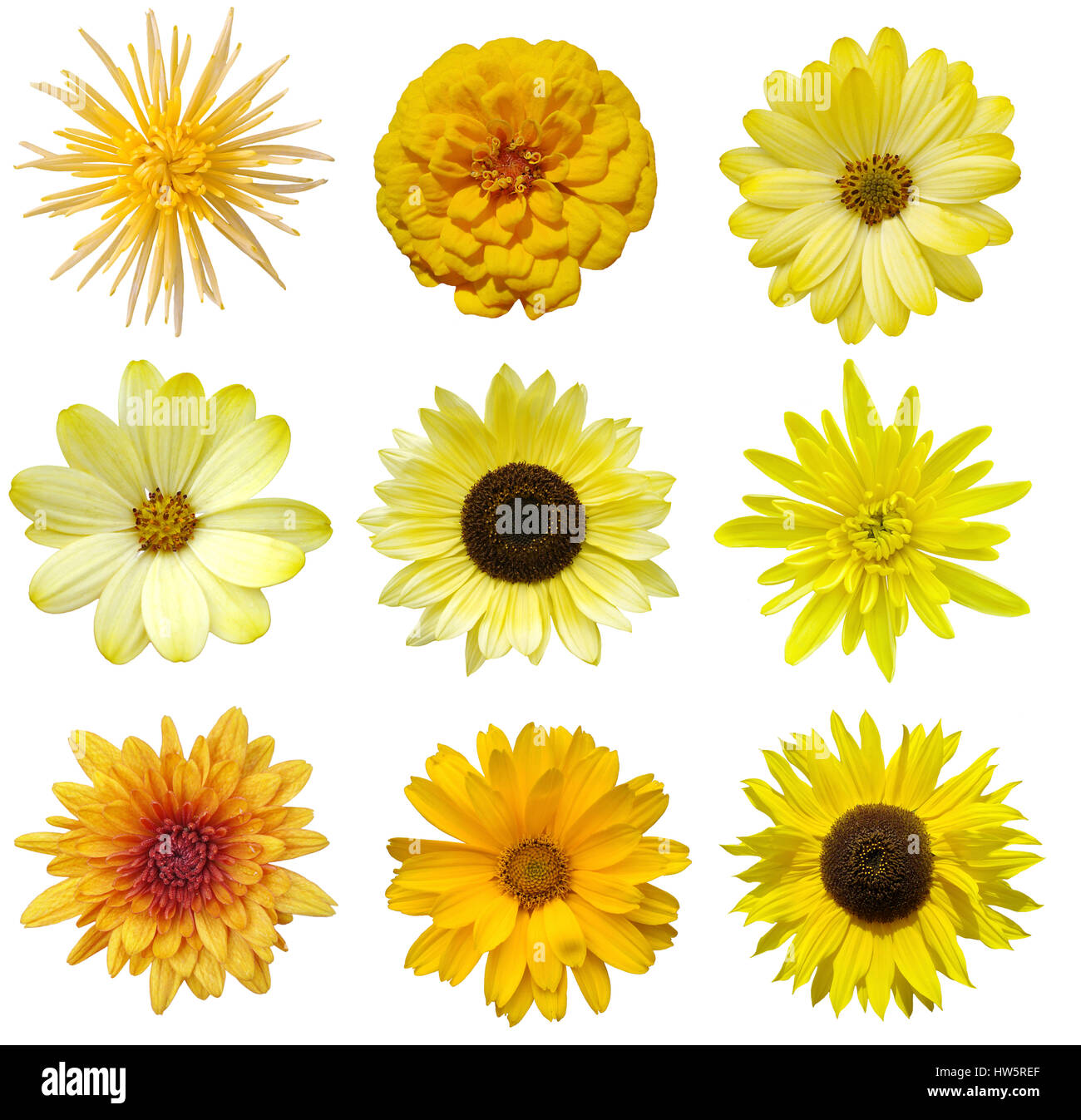 Collage aus blumen -Fotos und -Bildmaterial in hoher Auflösung – Alamy