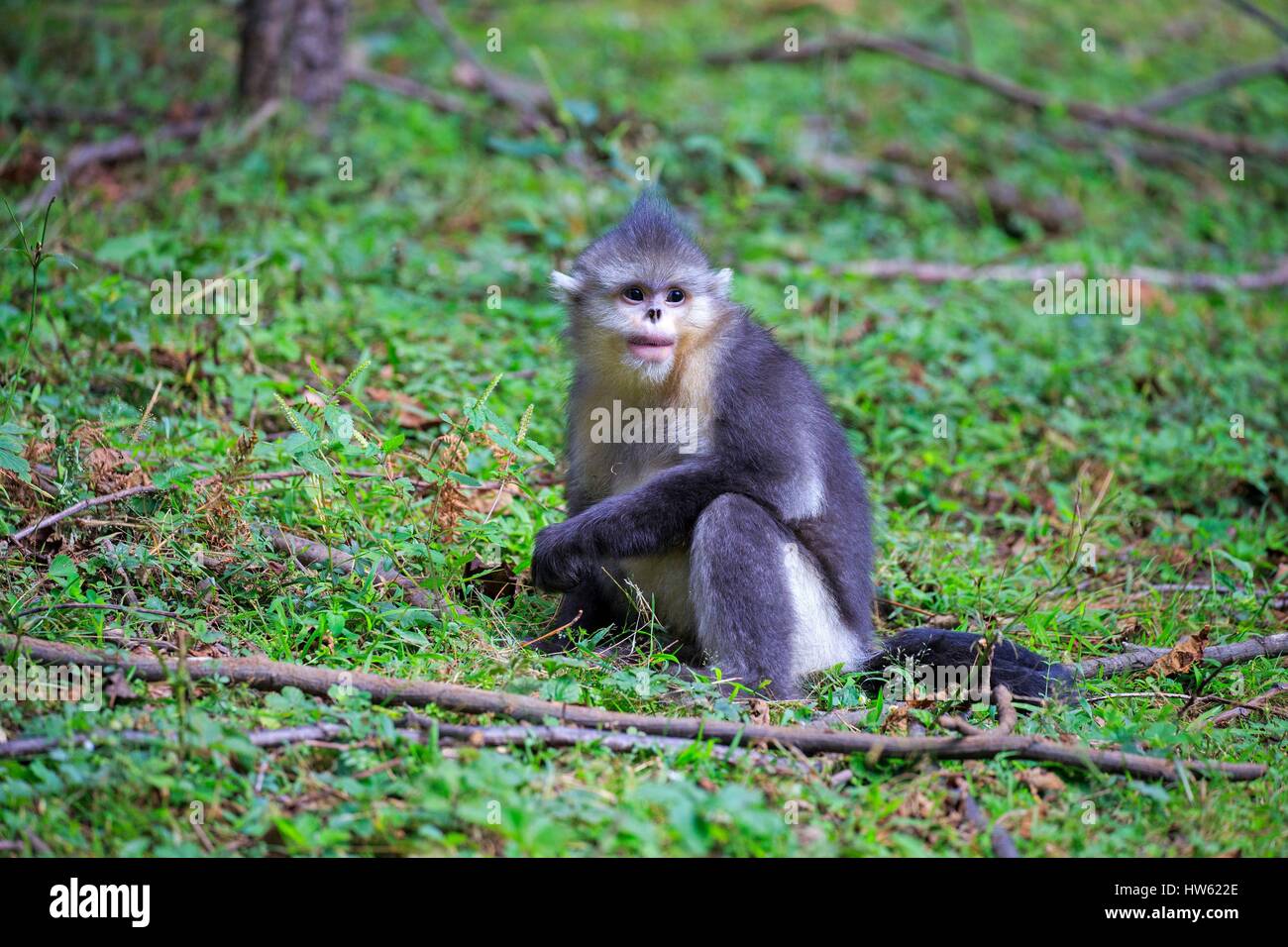 Yunnan stupsnase monkey rhinopithecus bieti -Fotos und -Bildmaterial in ...