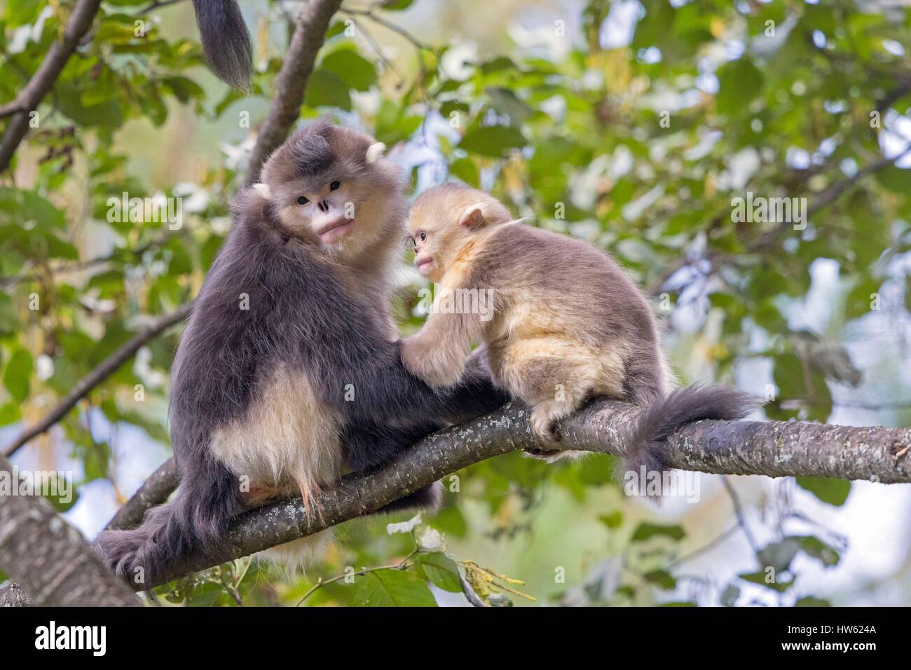Yunnan Stupsnasiger Affe Stockfotos und -bilder Kaufen - Alamy