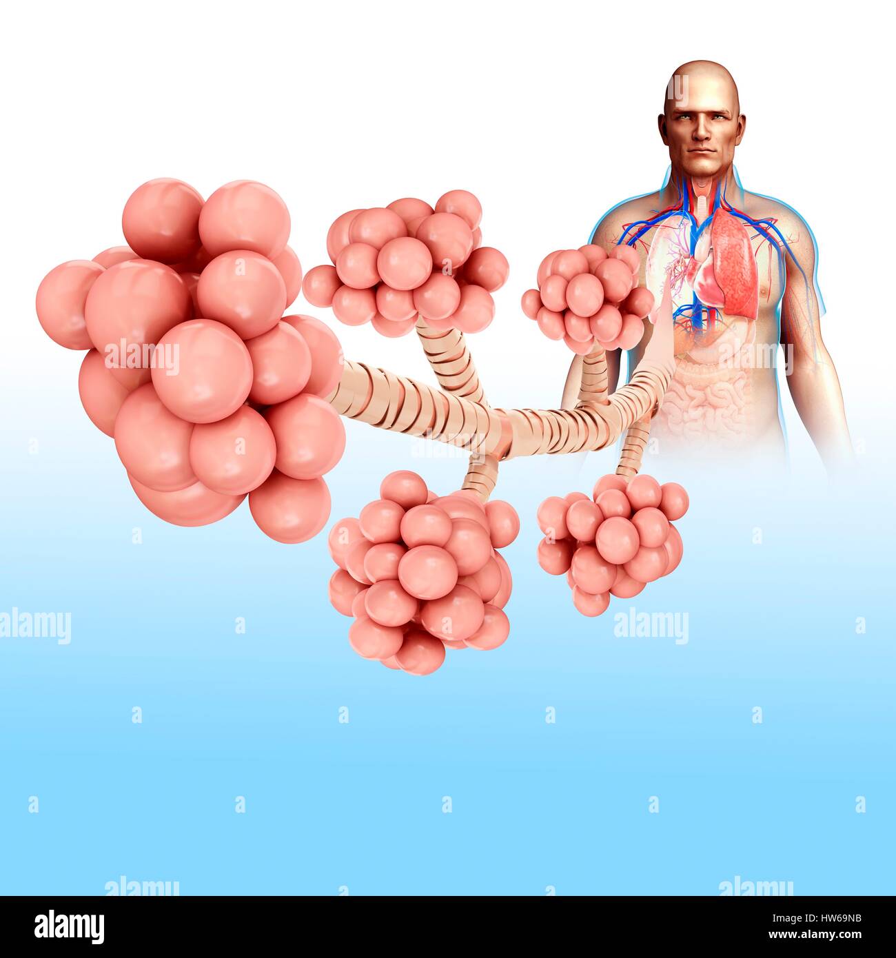 Illustration von Alveolen und Lunge Anatomie Stockfotografie - Alamy