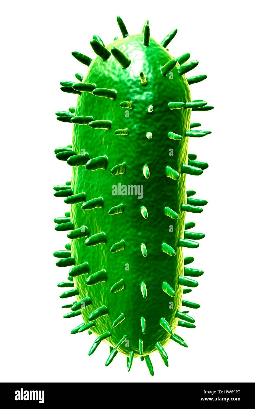 Illustration einer Tollwut-Virus-Partikel Stockfotografie - Alamy Illustration einer Tollwut-Virus-Partikel Stockfotografie - Alamy