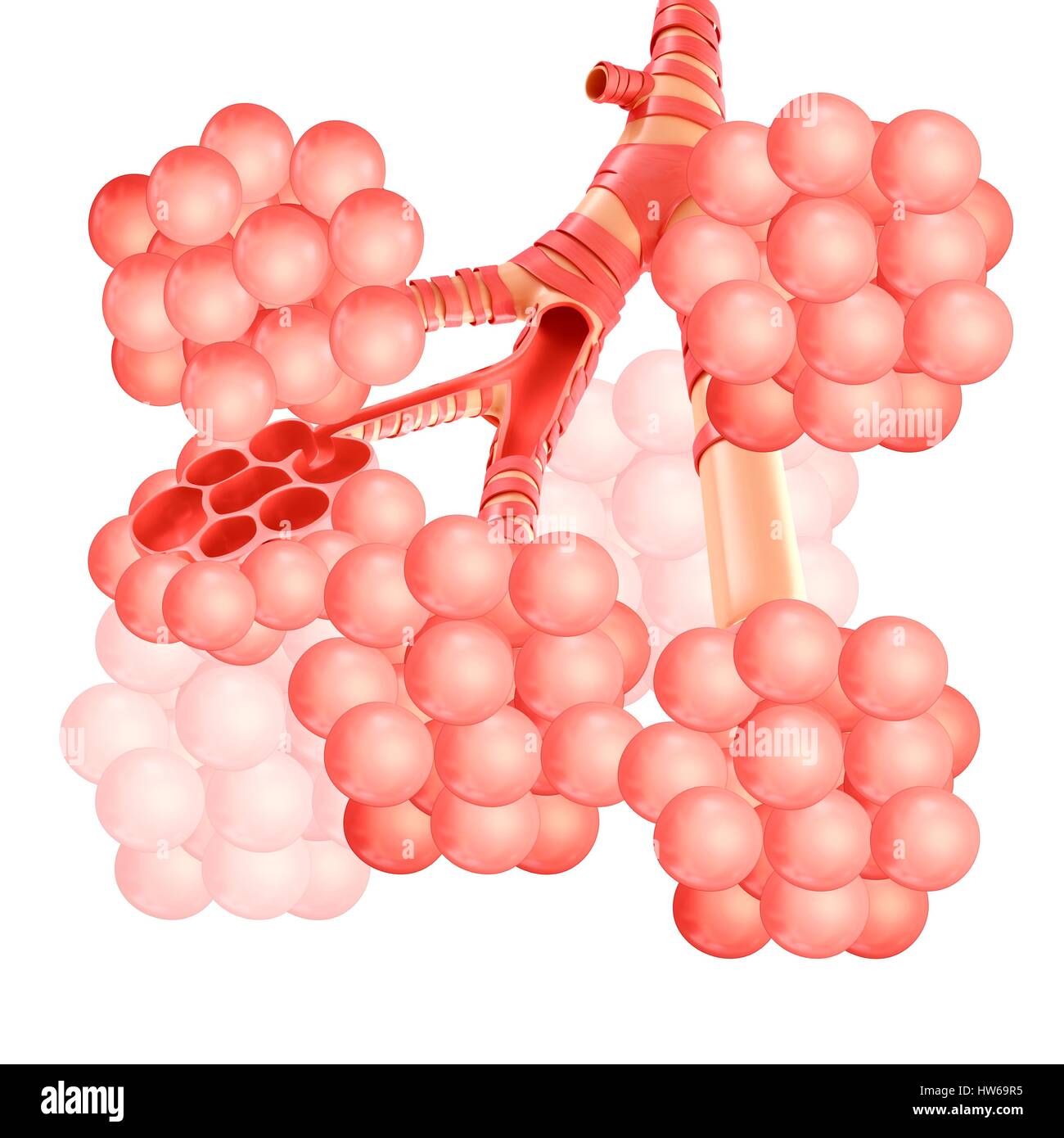 Abbildung der Alveolen Cluster Stockfotografie - Alamy