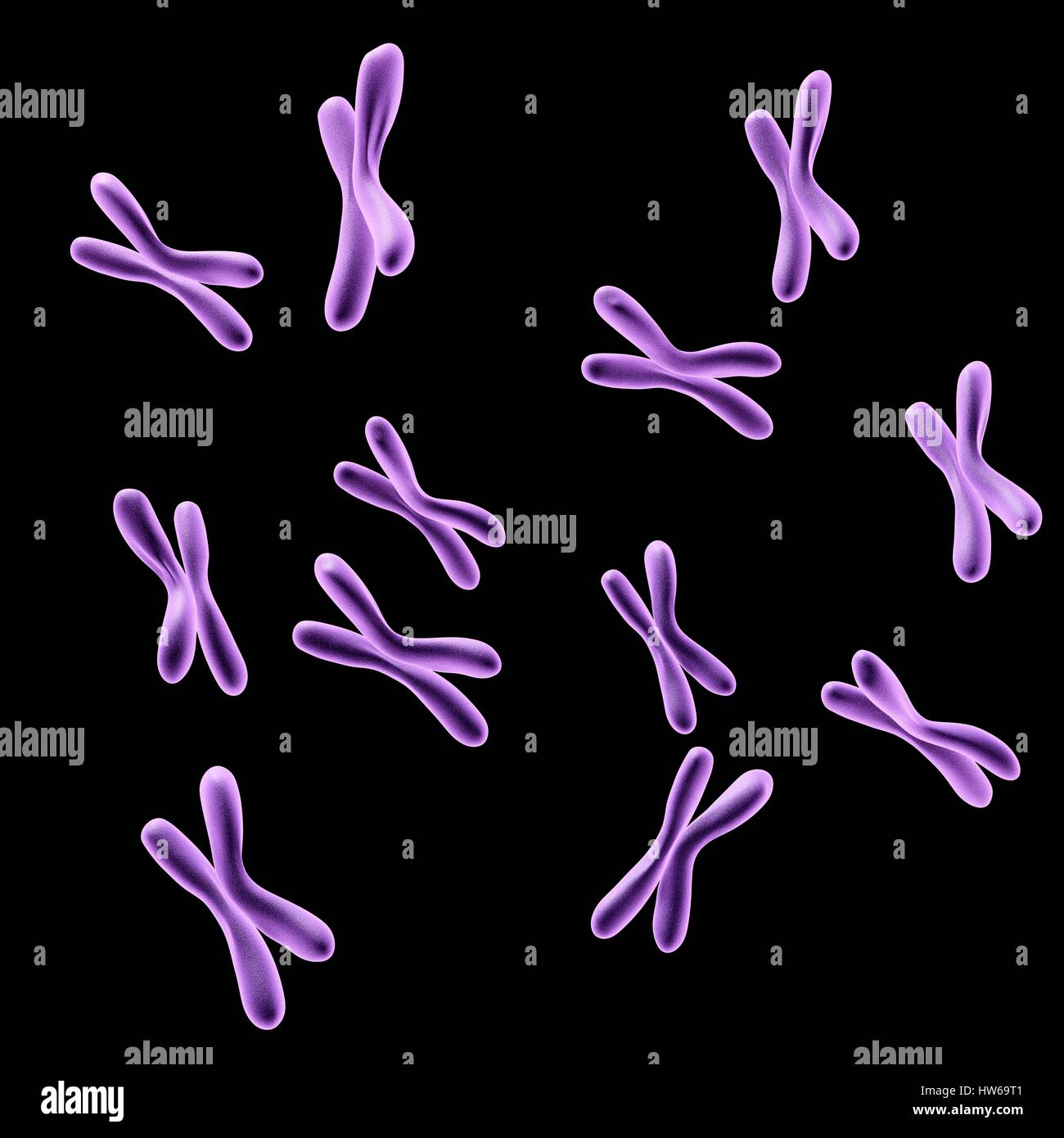 Menschliche chromosomen -Fotos und -Bildmaterial in hoher Auflösung – Alamy