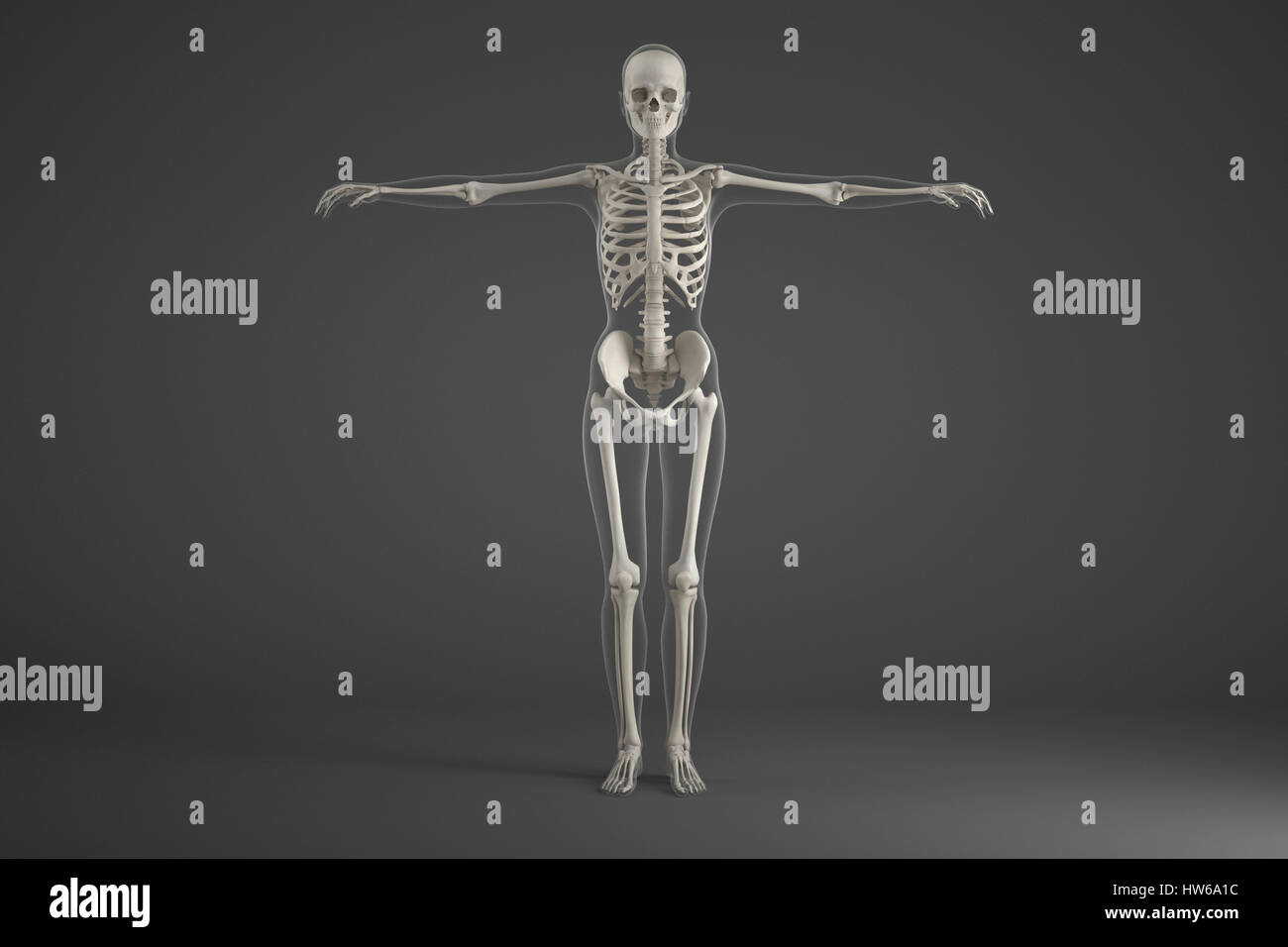 Menschliches Skelett-System, Abbildung Stockfotografie - Alamy