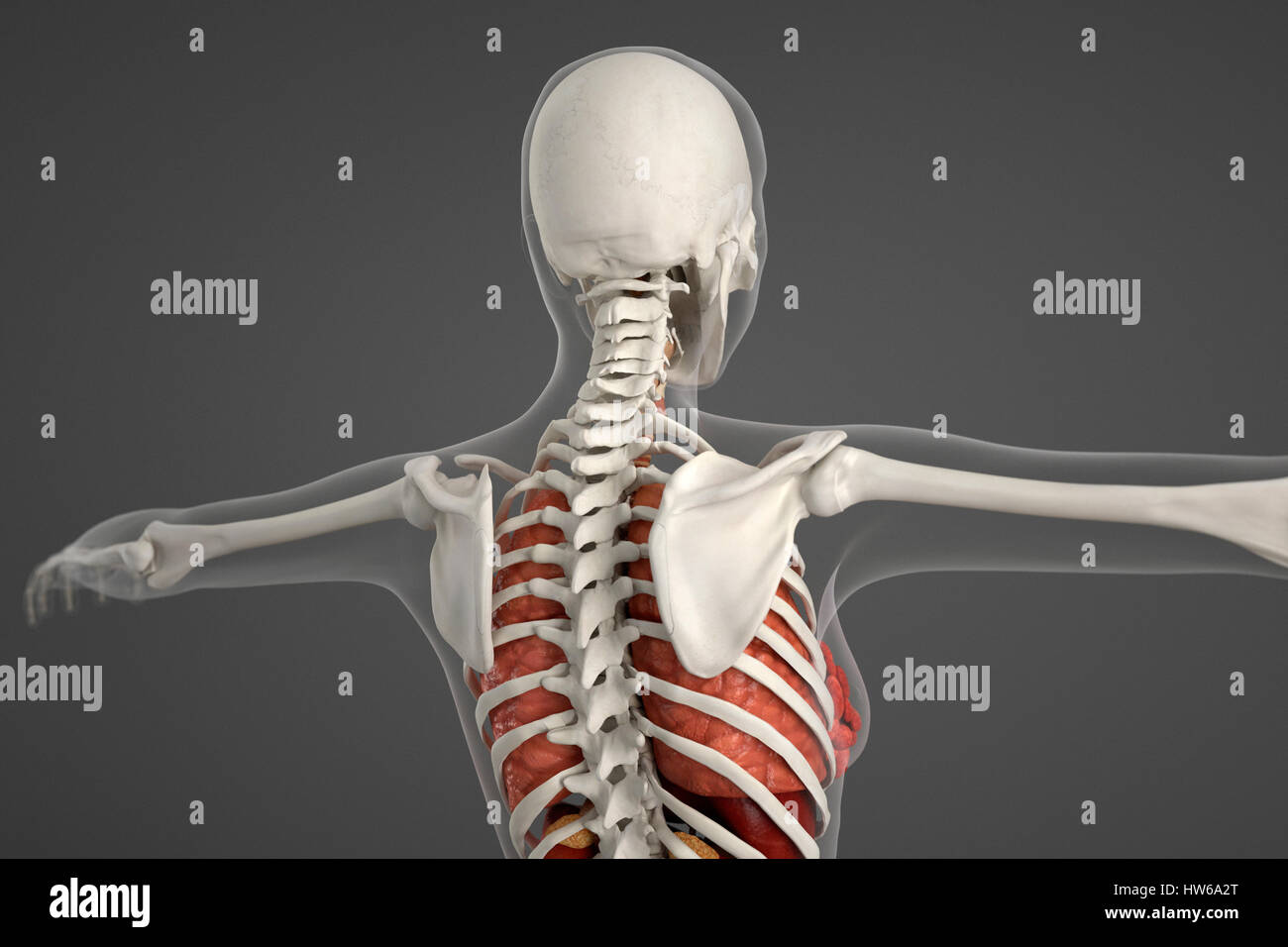 Menschliches Skelett-Struktur, Abbildung Stockfotografie - Alamy