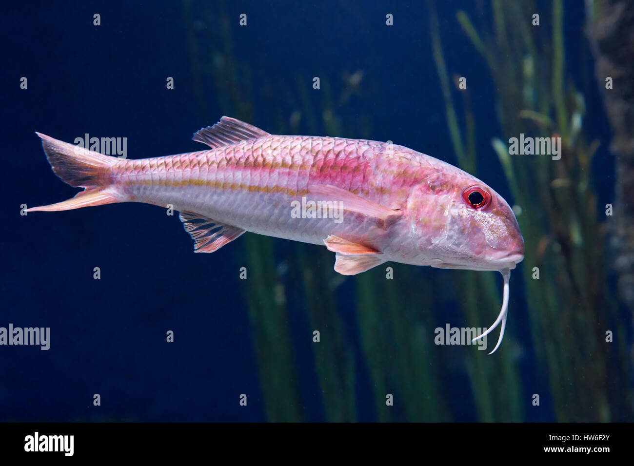 Gestreifte rotbarbe -Fotos und -Bildmaterial in hoher Auflösung – Alamy