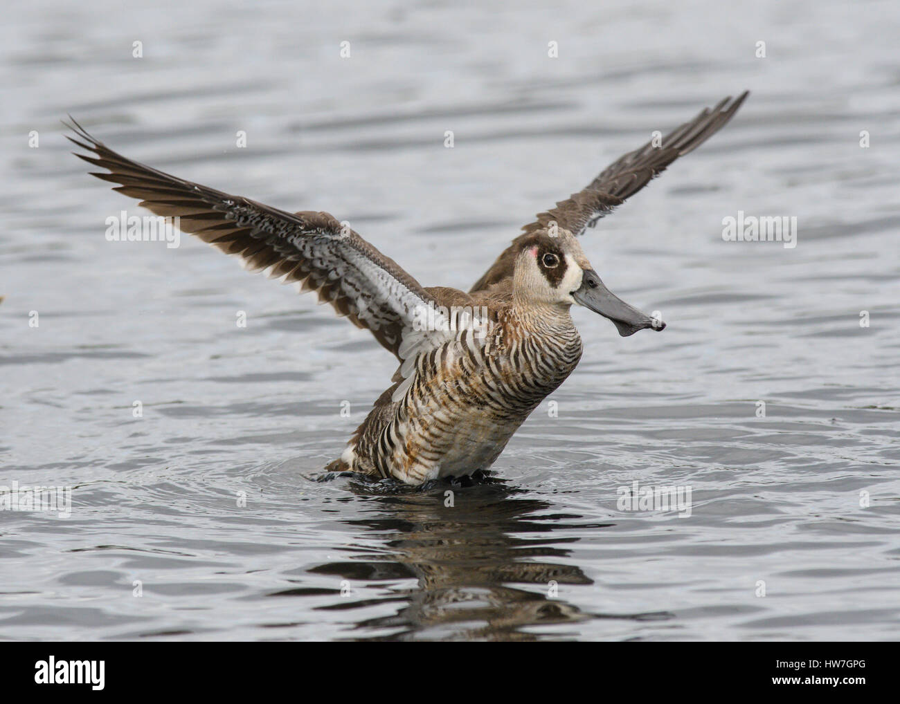 Zebra duck -Fotos und -Bildmaterial in hoher Auflösung – Alamy