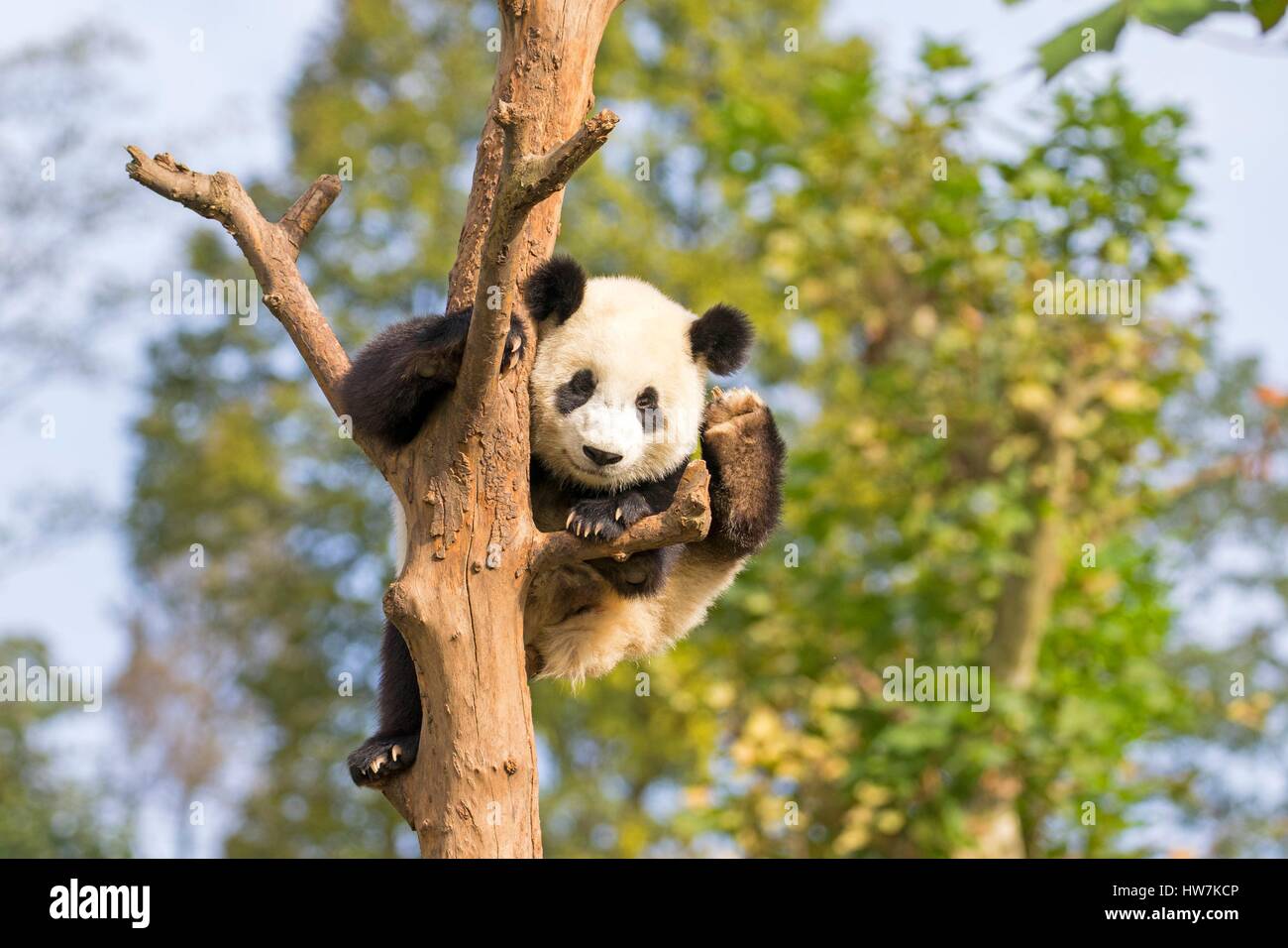 Chengdu panda base -Fotos und -Bildmaterial in hoher Auflösung – Alamy
